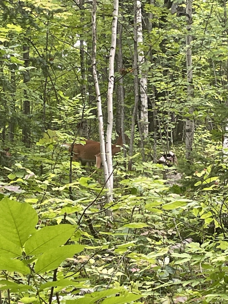 Northern White-tailed Deer from Michigan Technological University ...
