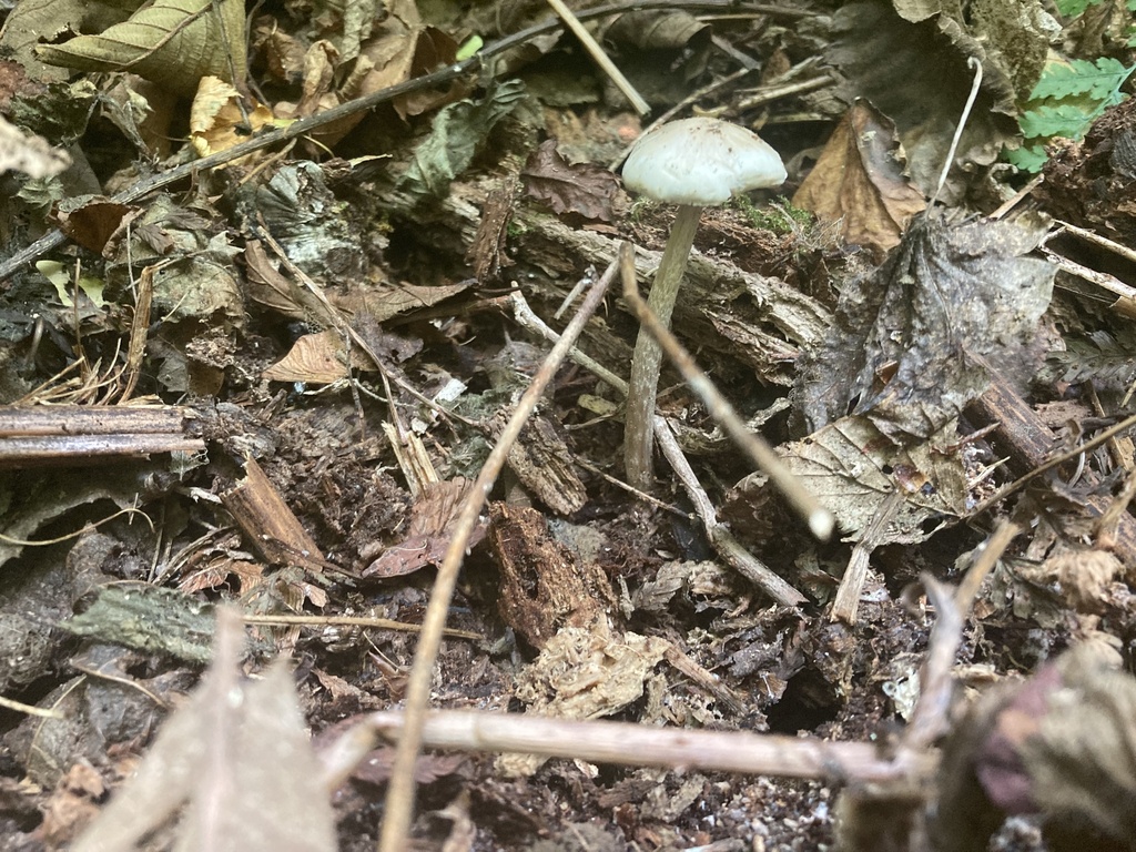 Common Gilled Mushrooms and Allies from Smokes Bluff, Squamish, BC, CA ...