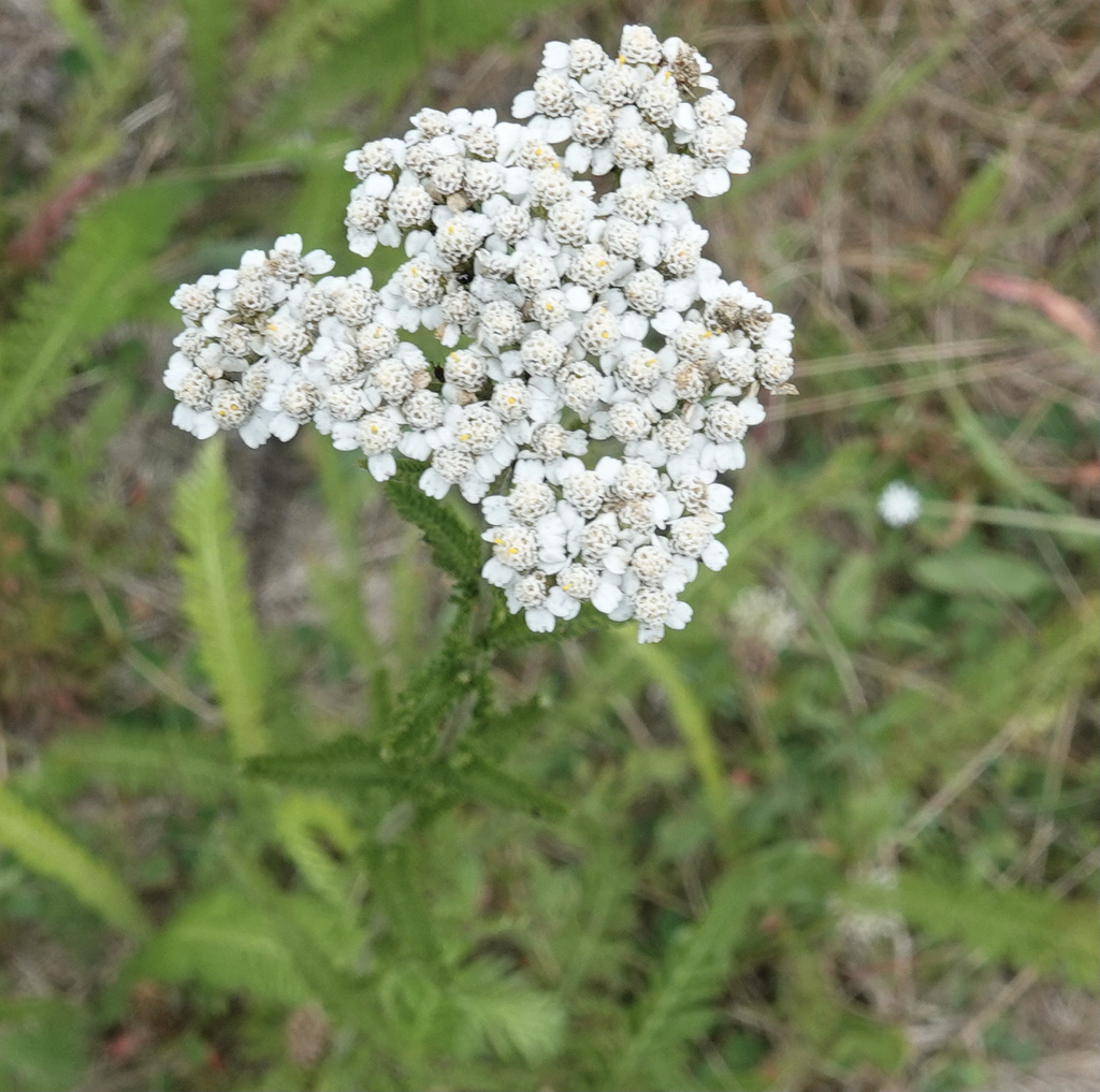 common yarrow from Gogebic County, MI, USA on August 21, 2023 at 02:45 ...