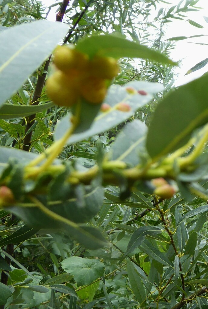 Willow Apple Gall Sawfly from Russel Road, North Auburn, CA, USA on ...