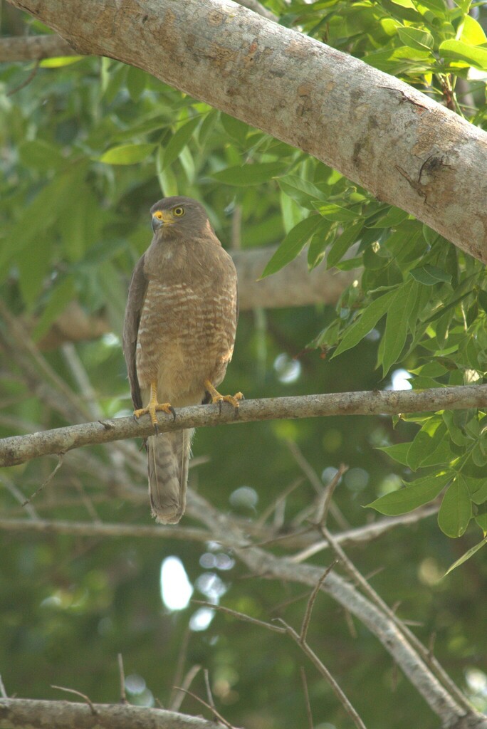 Roadside Hawk from Tenosique, Tabasco, Mexico on April 28, 2021 at 08: ...