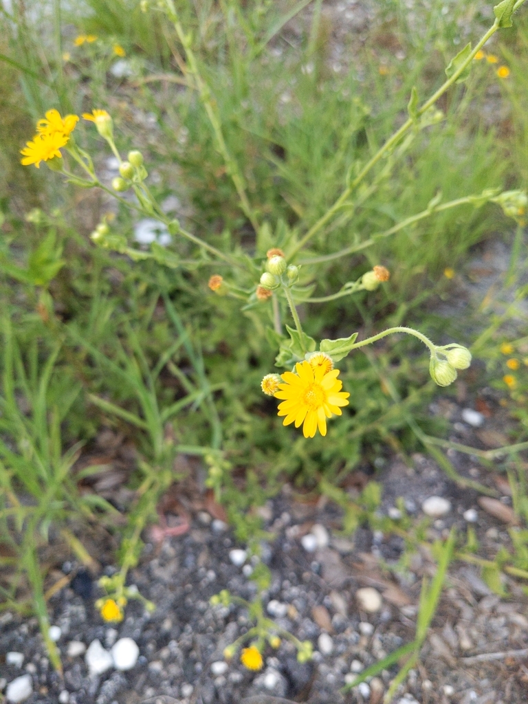 Asteroideae from St. Petersburg, FL 33712, USA on August 24, 2023 at 07 ...