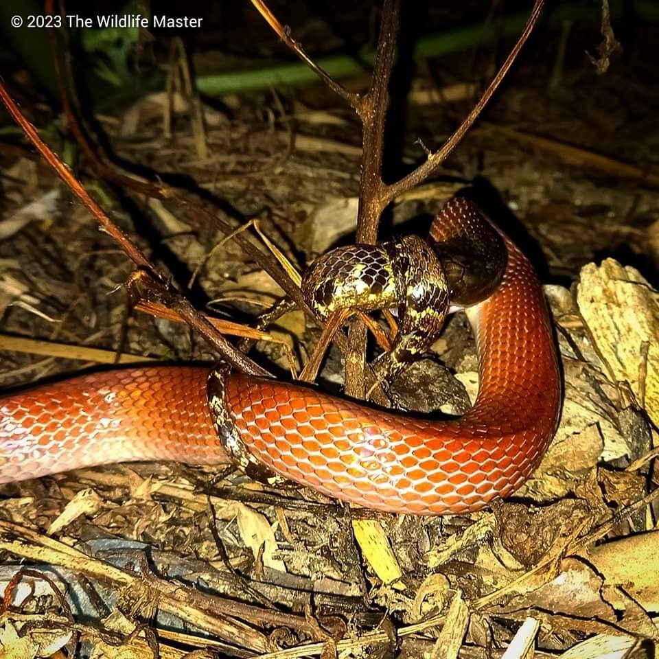 Neuwied's False Boa from Tunapuna/Piarco Regional Corporation, Trinidad and Tobago on June 15 ...
