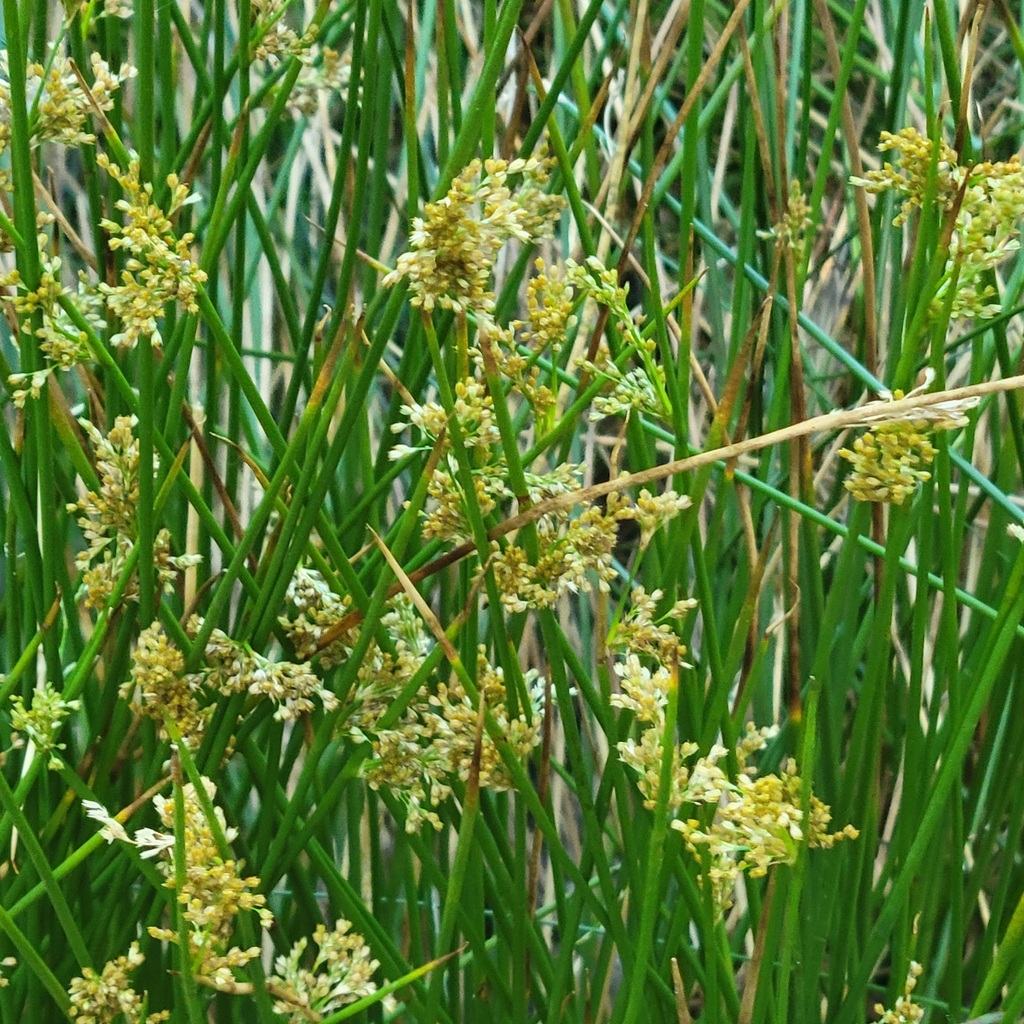 Soft Rush from Riverside County, CA, USA on August 24, 2023 at 11:49 AM ...