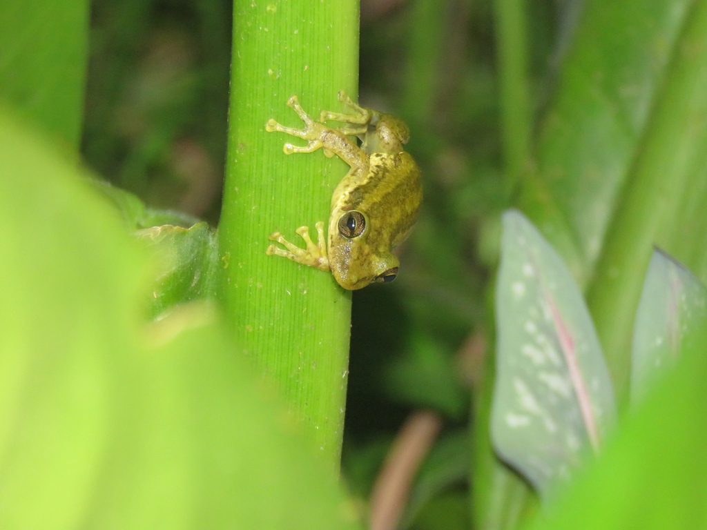 Red Snouted Tree Frog from Providencia, Quito, Ecuador on March 17 ...