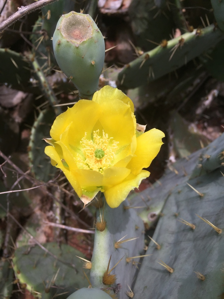 Orbiculate Prickly Pear Complex from National Botanic Garden, Harare ...