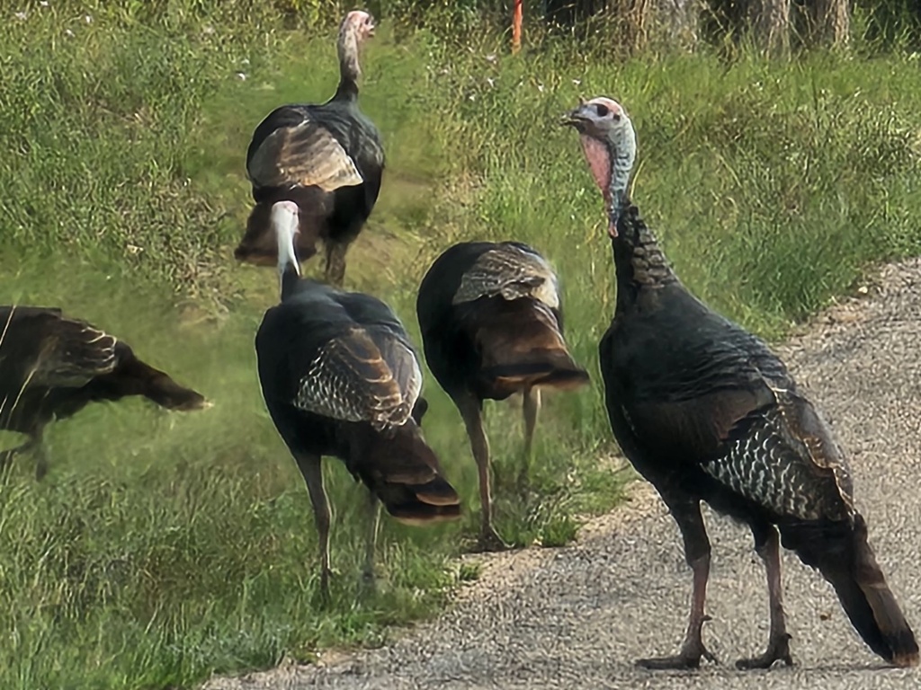 Wild Turkey from 17th Ave, Necedah, WI, US on August 24, 2023 at 07:18 ...