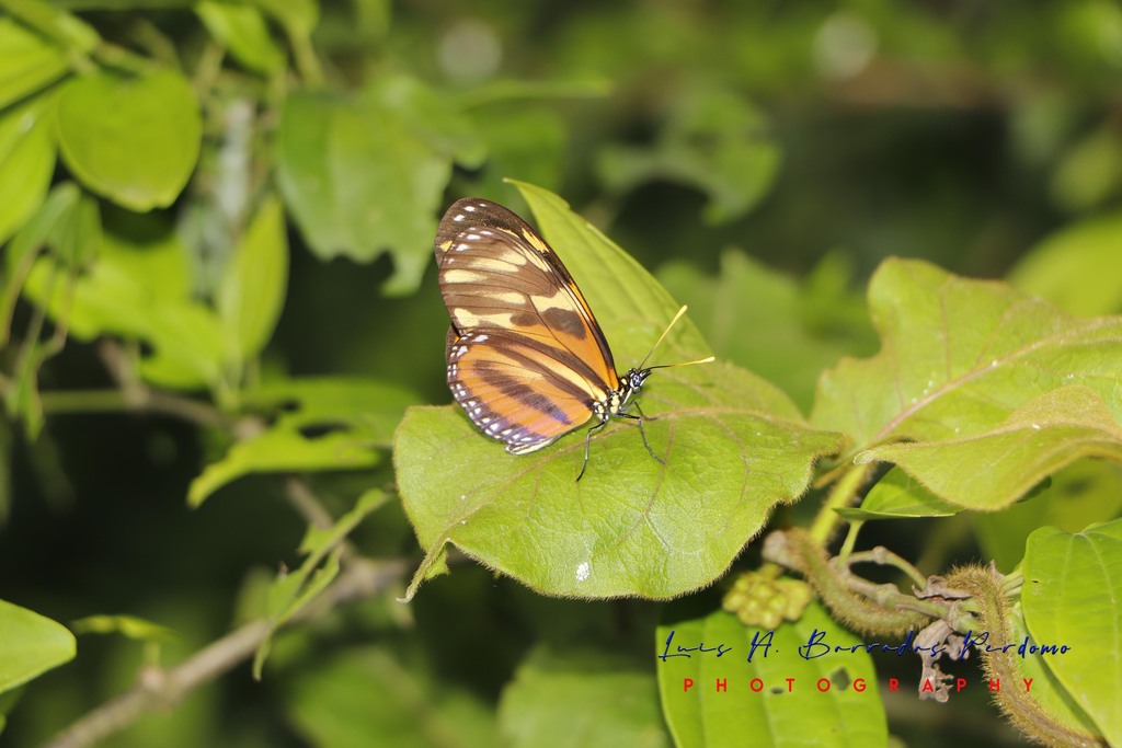Eueides isabella eva from Reserva Territorial, Col Santa Bárbara, Ver ...