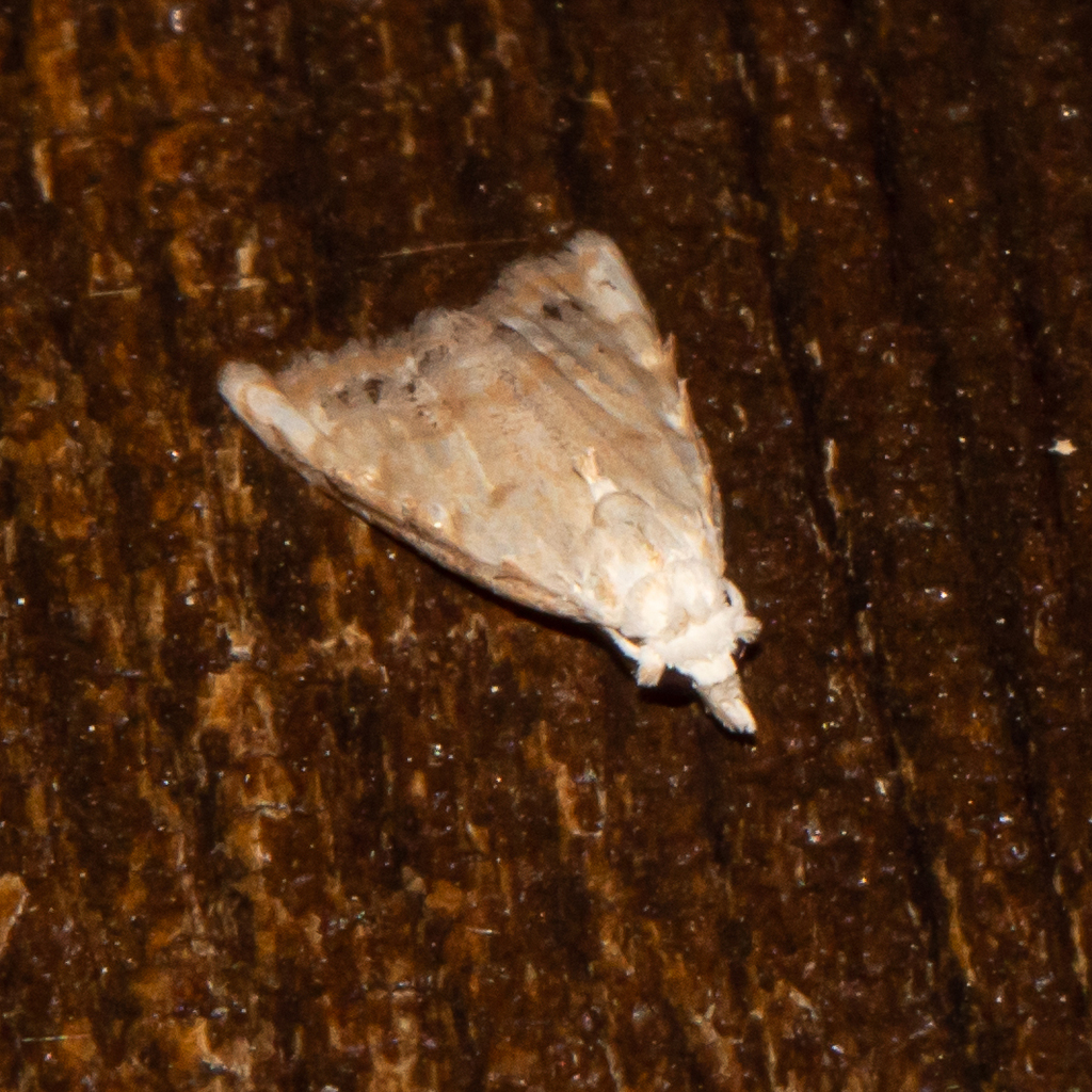 Sorghum Webworm Moth from Anne Arundel County, MD, USA on August 11 ...