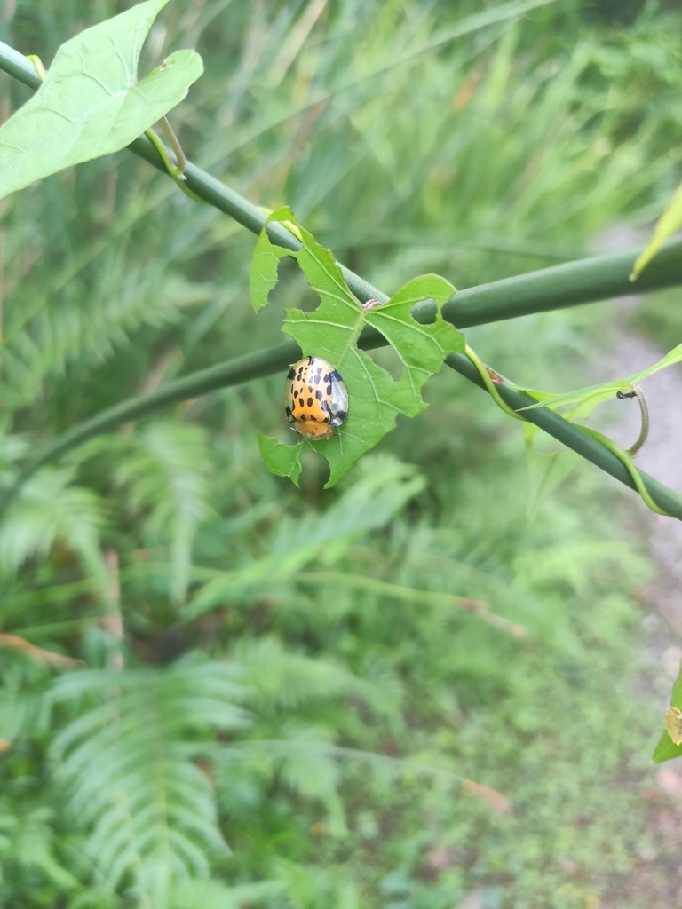 Asian Spotted Tortoise Beetle from 552台灣南投縣永昌里 on August 24, 2023 at 05 ...