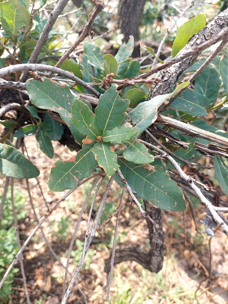 Lacey Oak from Manzana 001, Naucalpan de Juárez, Méx., México by Chris ...