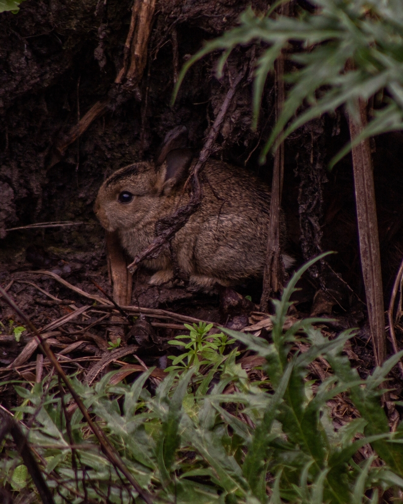 European Rabbit from Padre Hurtado, Región Metropolitana, Chile on ...