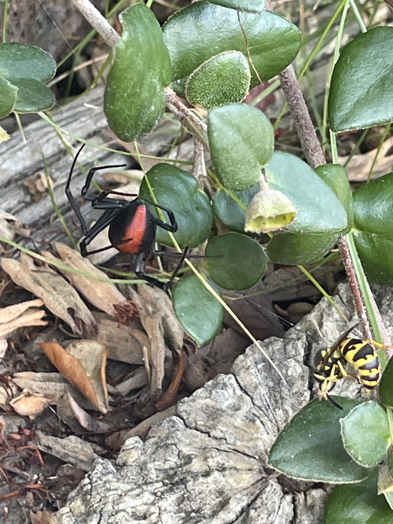 Redback Spider from Casuarina Dr, Frankston South, VIC, AU on August 24 ...