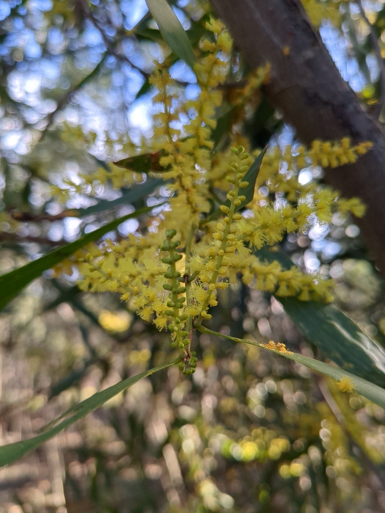 White Sally Wattle from Wartook VIC 3401, Australia on August 25, 2023 ...