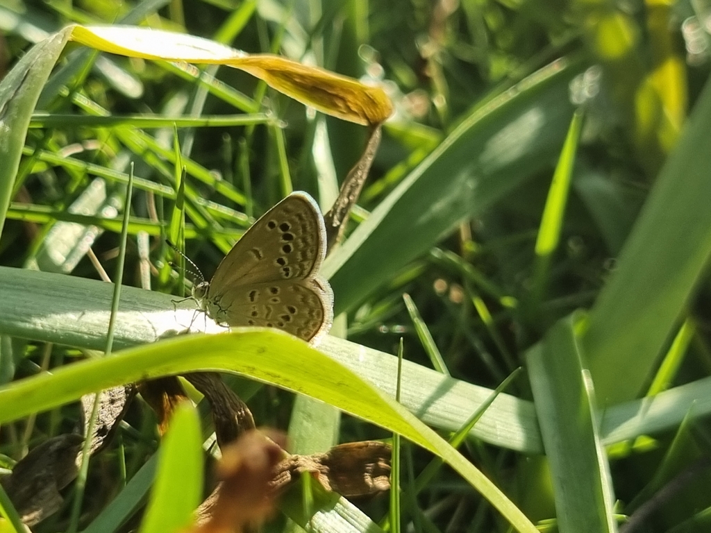 Lesser Grass Blue from Nilandhoo, Maldives on August 24, 2023 at 05:27 ...