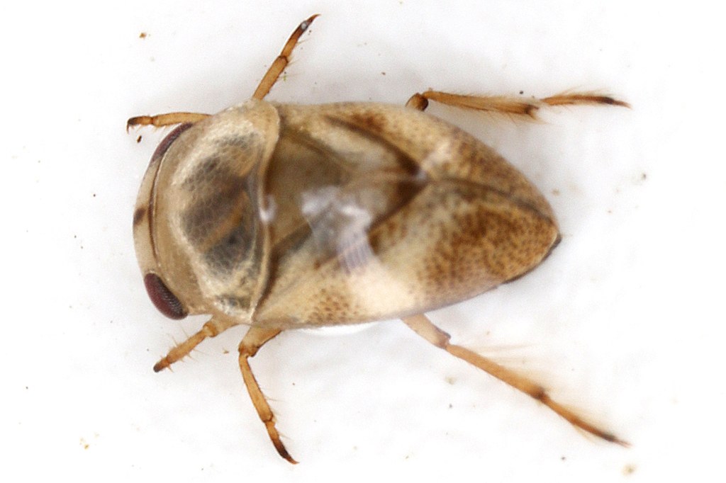 Plea minutissima from Neusiedl am See, Österreich on June 14, 2023 at ...