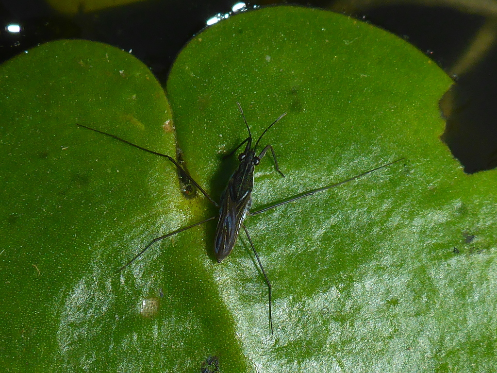 Gerris argentatus in August 2023 by wojtest · iNaturalist