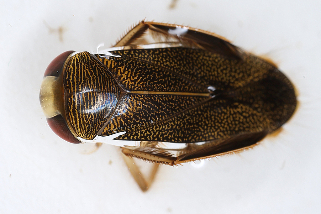 Corixa from Neusiedl am See, Österreich on June 14, 2023 at 12:41 PM by ...