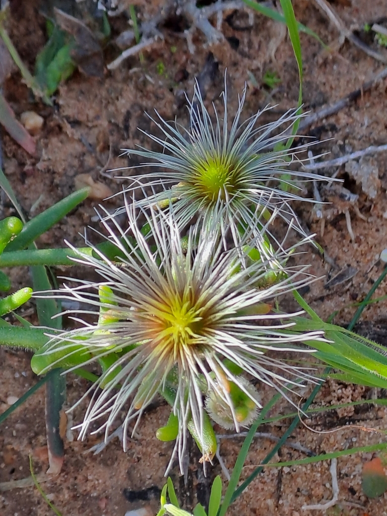 Dropfigs from Matzikama Local Municipality, South Africa on August 5 ...