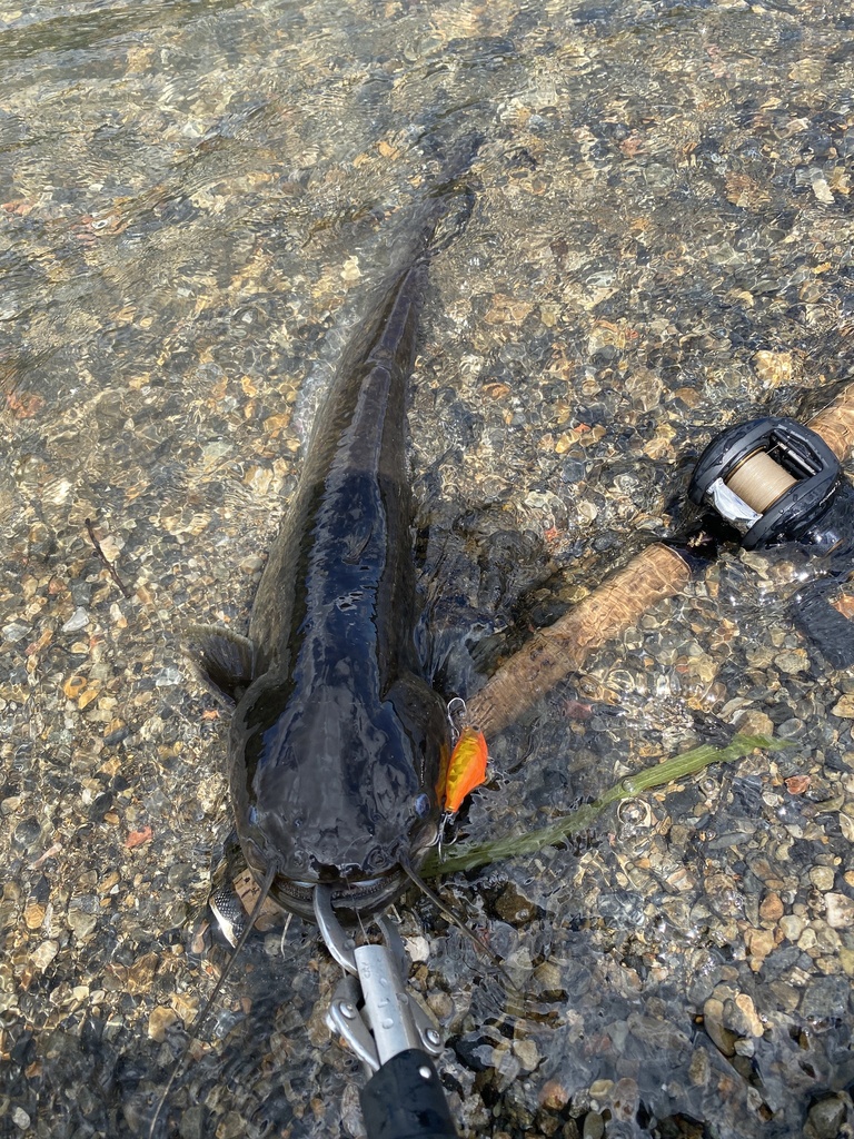 Giant Lake Biwa Catfish from 滋賀県南郷水産センター, 大津市, 滋賀県, JP on August 25 ...