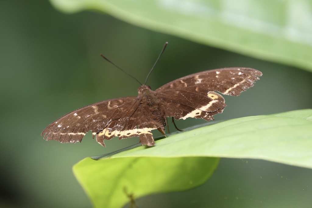 Lexias panopus in October 2022 by Mark Jason Villa · iNaturalist