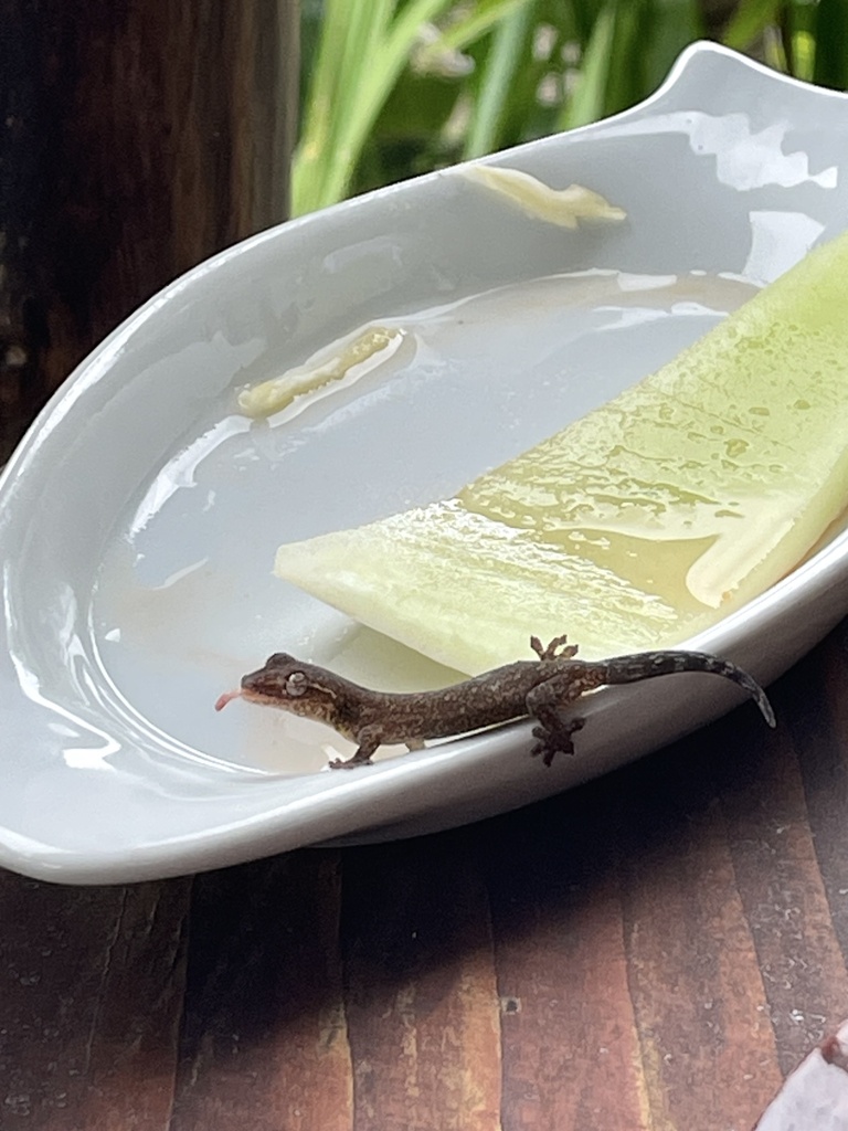Micronesian Scaly-toed Gecko from Ngerekebesang, Palau, PW on August 25 ...