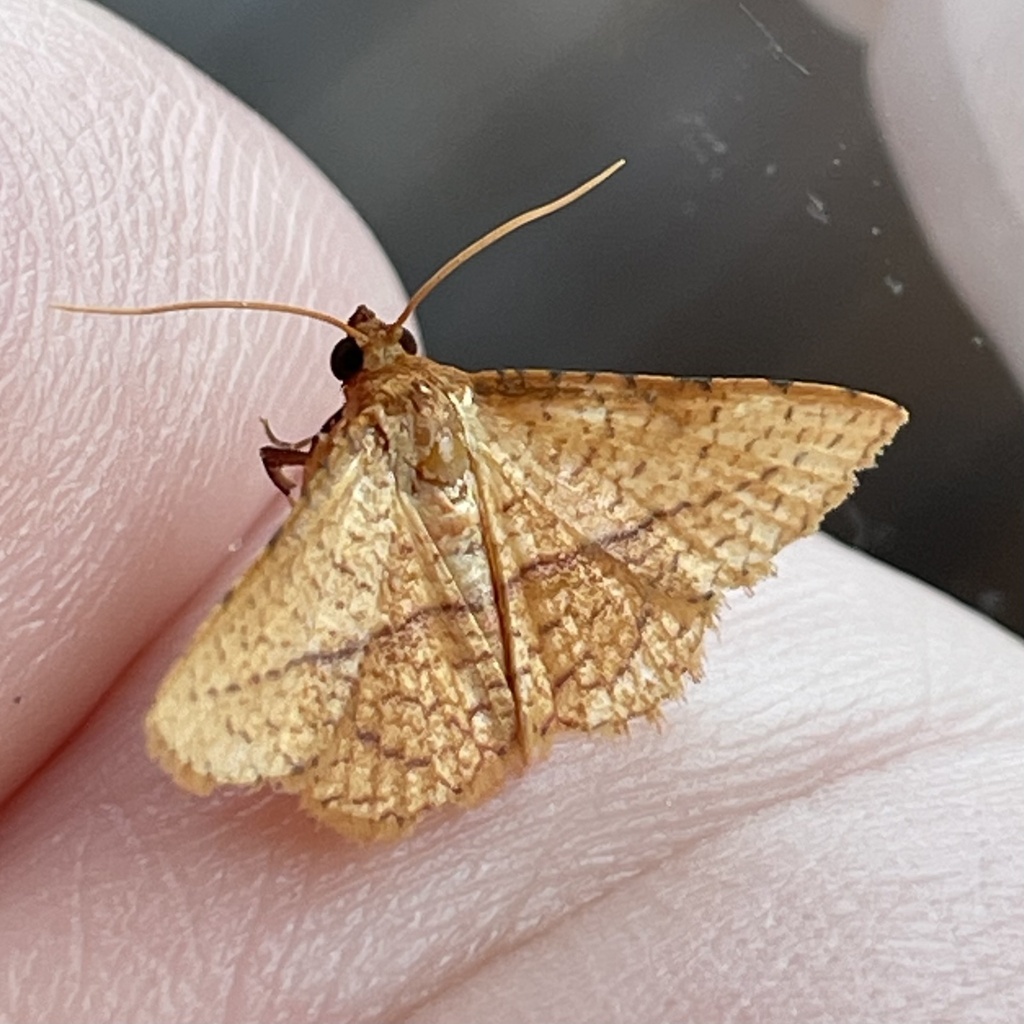 Window-winged Moths from Ngerekebesang, Palau, PW on August 24, 2023 at ...