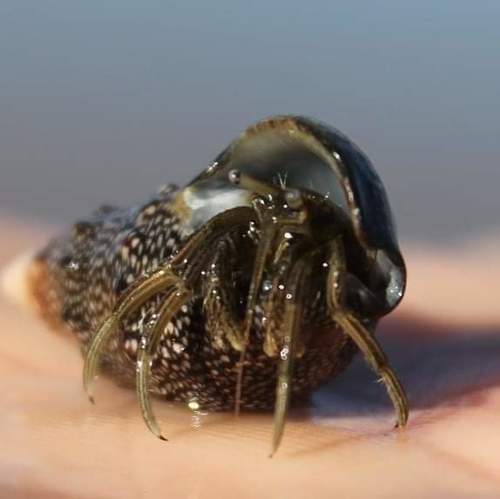 Mangrove Hermit Crab (Clibanarius panamensis) · iNaturalist