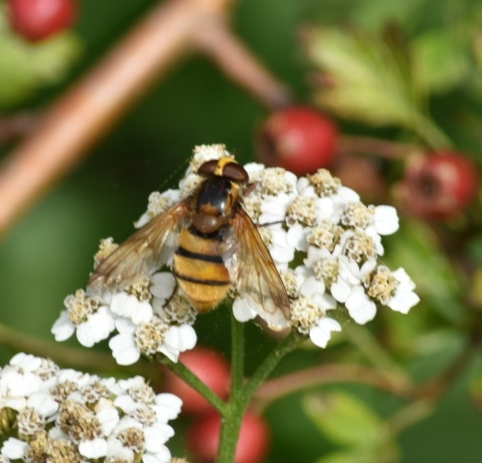 Lesser Hornet Hoverfly from West Lavington, Devizes SN10 4NQ, UK on ...