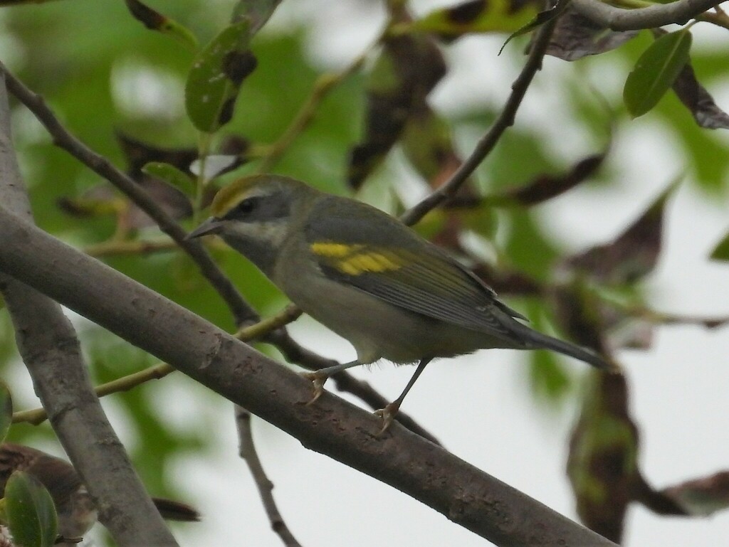 Golden-winged Warbler in August 2023 by Michael Dawber · iNaturalist