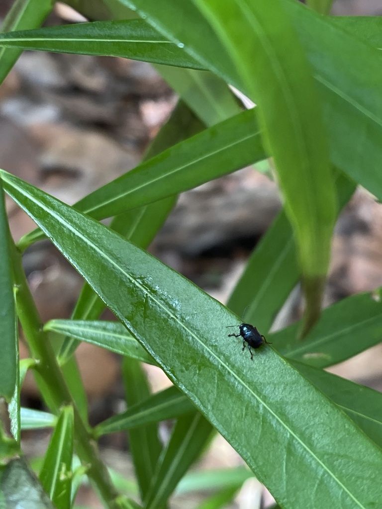 Leaf Beetles from Red Reef Park, Boca Raton, FL, US on August 22, 2023 ...
