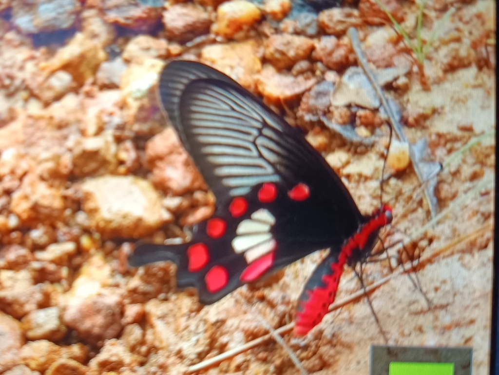 Common Rose Swallowtail from 43HR+4JP, near DURGA TEMPLE, J. Timmapuram ...