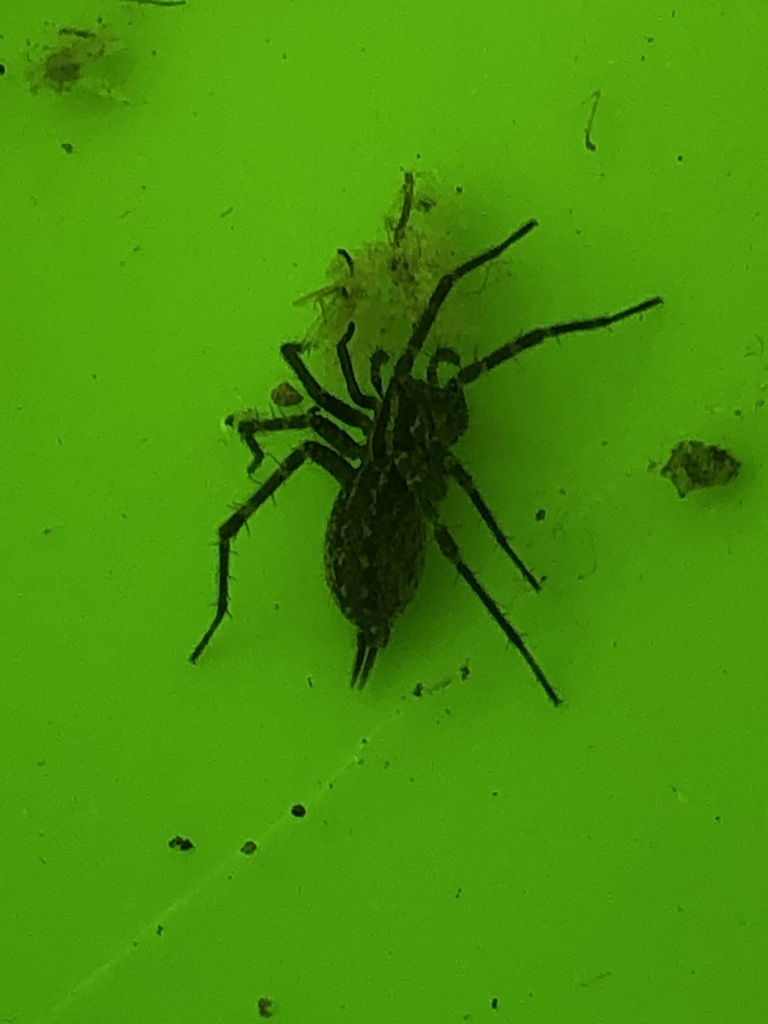 Grass Spiders from Alston Chapel Rd, Pittsboro, NC, US on August 25 ...