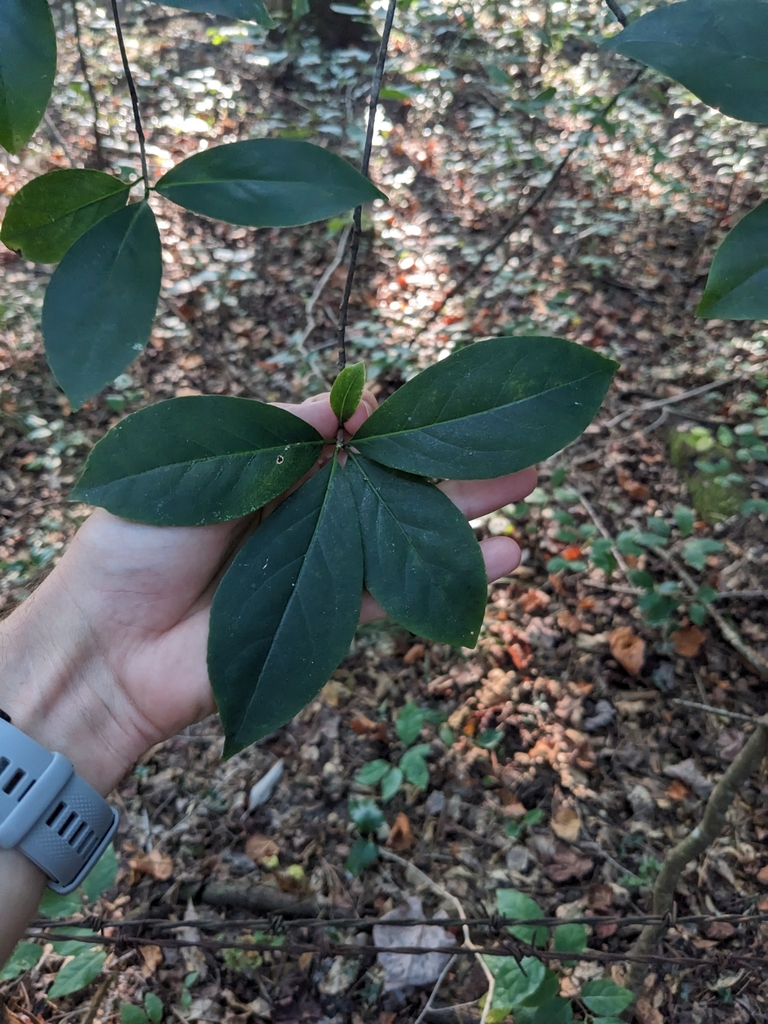 Sweetleaf in August 2023 by Josh Banks · iNaturalist