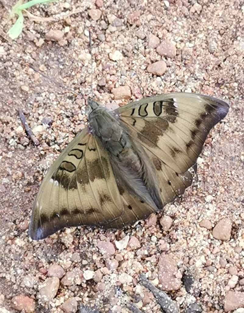 Common Baron from G6C7+XGM, Kuruppam, Round South, Thrissur, Kerala ...
