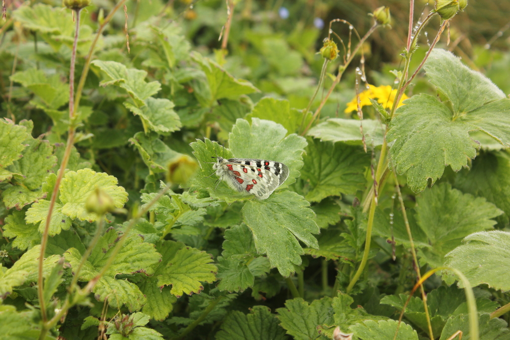 Common Blue Apollo from Gopeshwar, Uttarakhand 246401, India on August ...