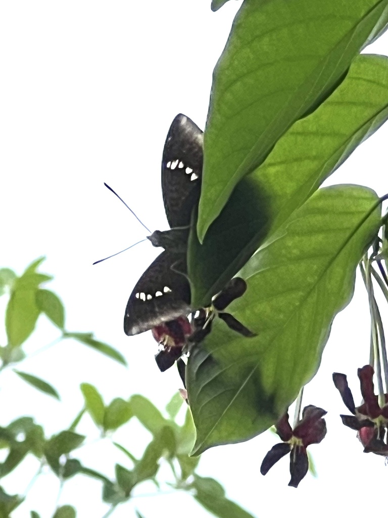 Common Baron in August 2023 by Rance Cheung · iNaturalist