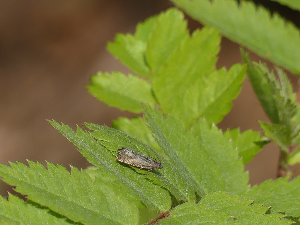 Winged and Once-winged Insects from Truro, UK on May 13, 2023 at 02:33 ...