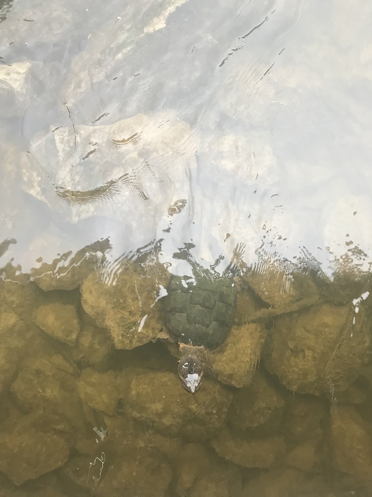 Common Snapping Turtle from Grand River, Grand Rapids, MI, US on August ...