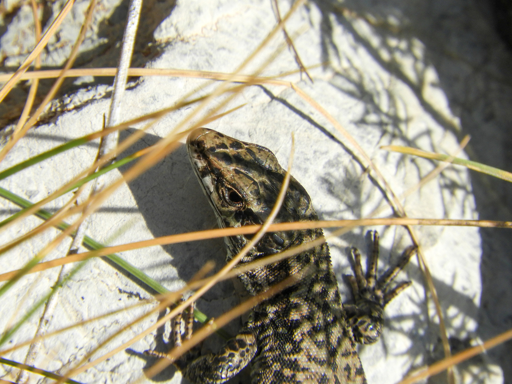 Pyrenean Rock Lizard from Huesca, España on July 30, 2023 at 09:17 AM ...