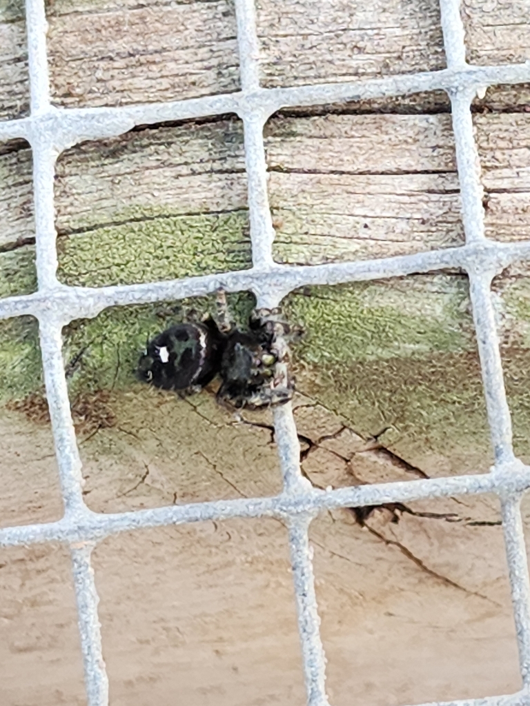 Bold Jumping Spider from Danville, VA, USA on February 14, 2023 at 02: ...