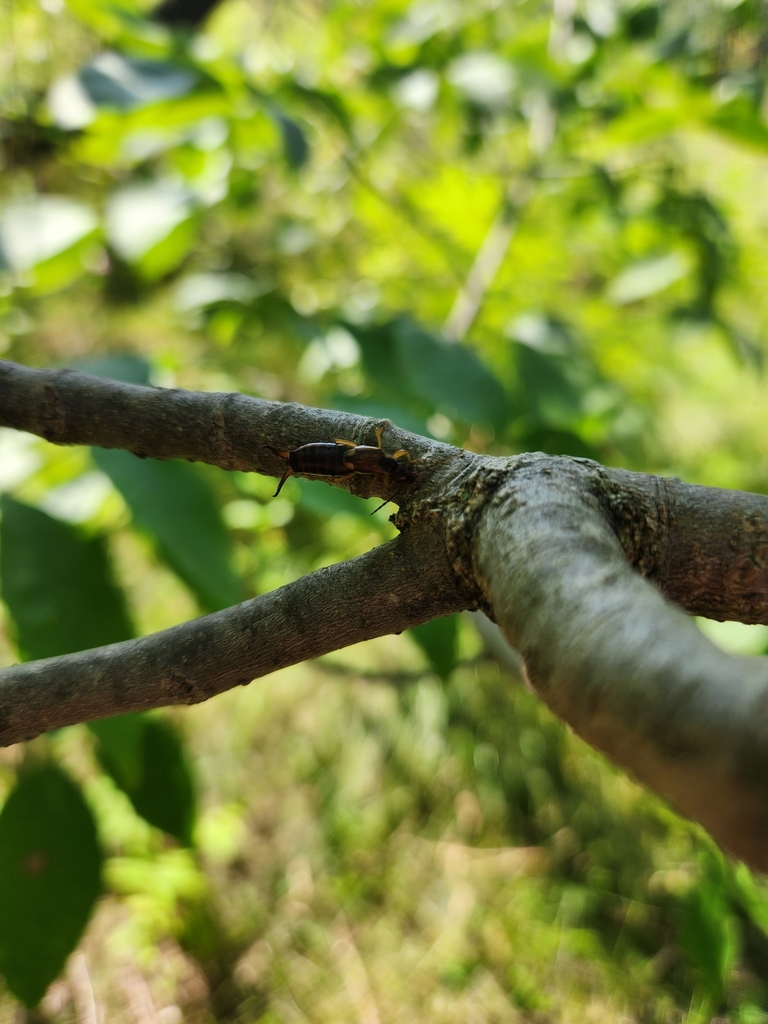 European Earwig Complex in August 2023 by brittlestx. Seen on young ...