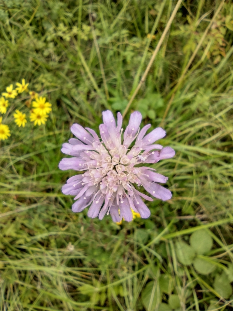 Field Scabious from Southam CV47 2SU, UK on 25 August, 2023 at 02:24 PM ...