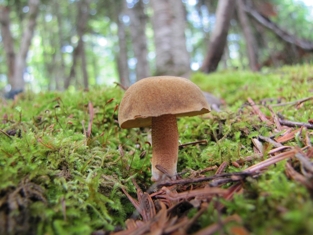 Xerocomus from Eel River Lake, NB E6H 2M6, Canada on August 10, 2023 by ...