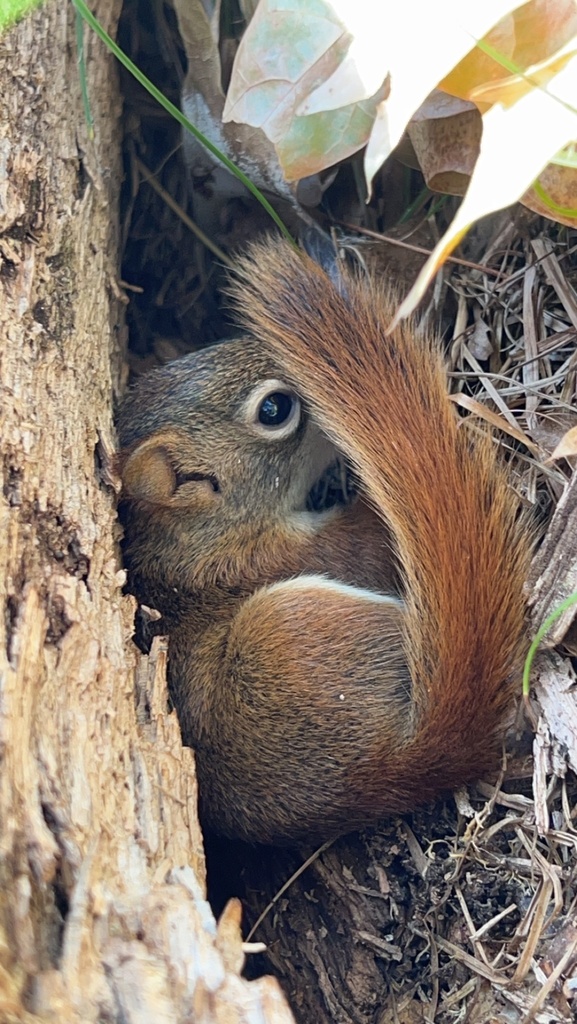 American Red Squirrel from Necedah, WI, US on August 25, 2023 at 12:55 ...