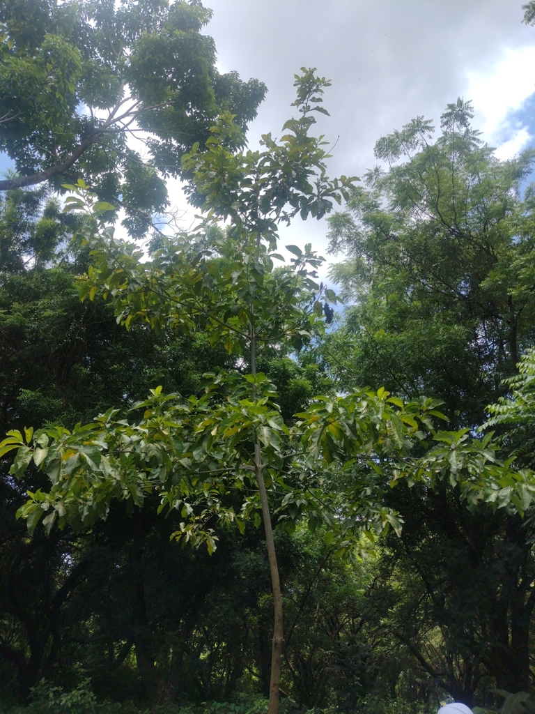 Spanish elm from UNACH, Carrtera Costera & Pueblo de Huehuetán, 30660 ...
