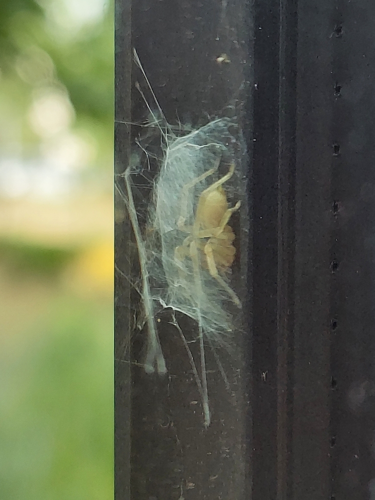Sac spider shelter : r/spiders