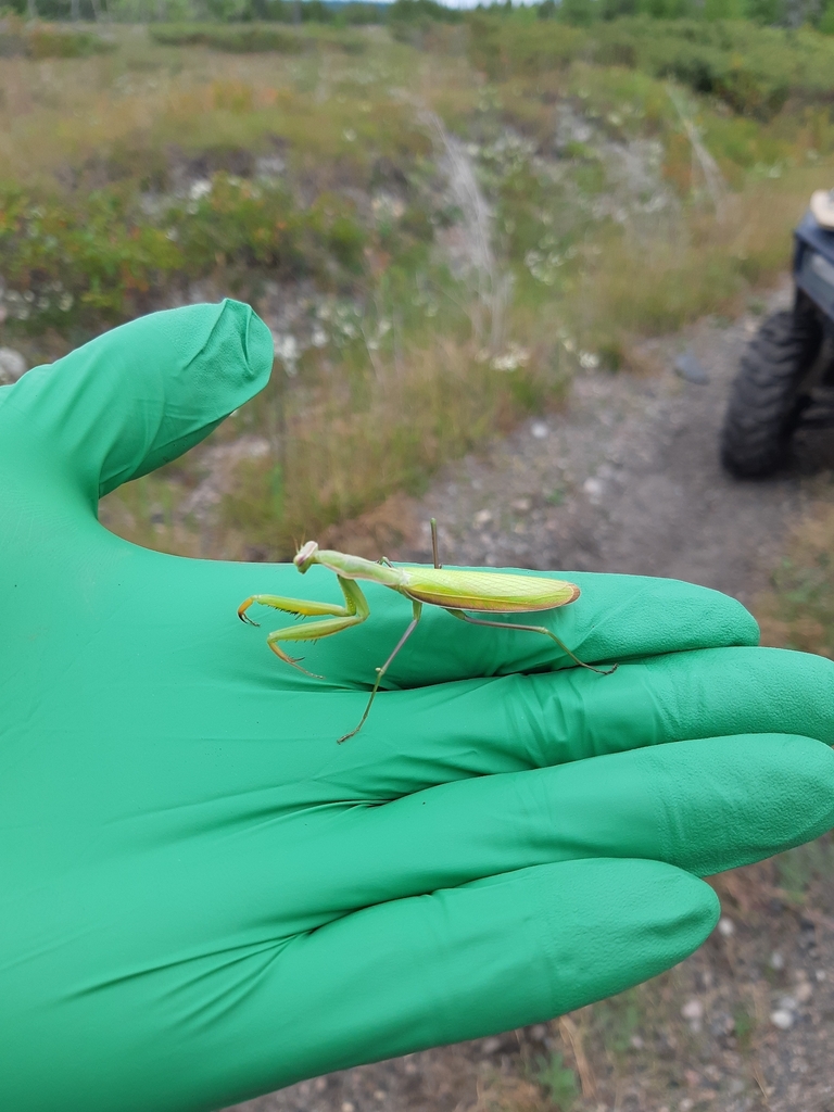 European Mantis from Birch Island on August 25, 2023 at 11:18 AM by ...