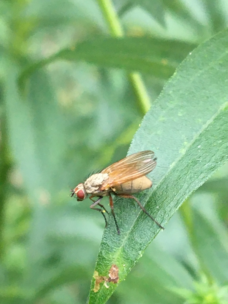 Wheat Bulb Fly from Ropažu pag., Rīga, LV on August 25, 2023 at 06:26 ...