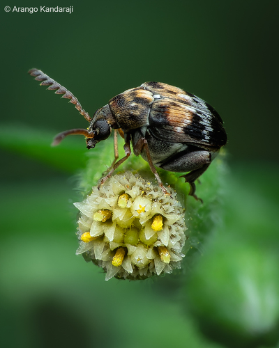 Genus Callosobruchus · iNaturalist United Kingdom